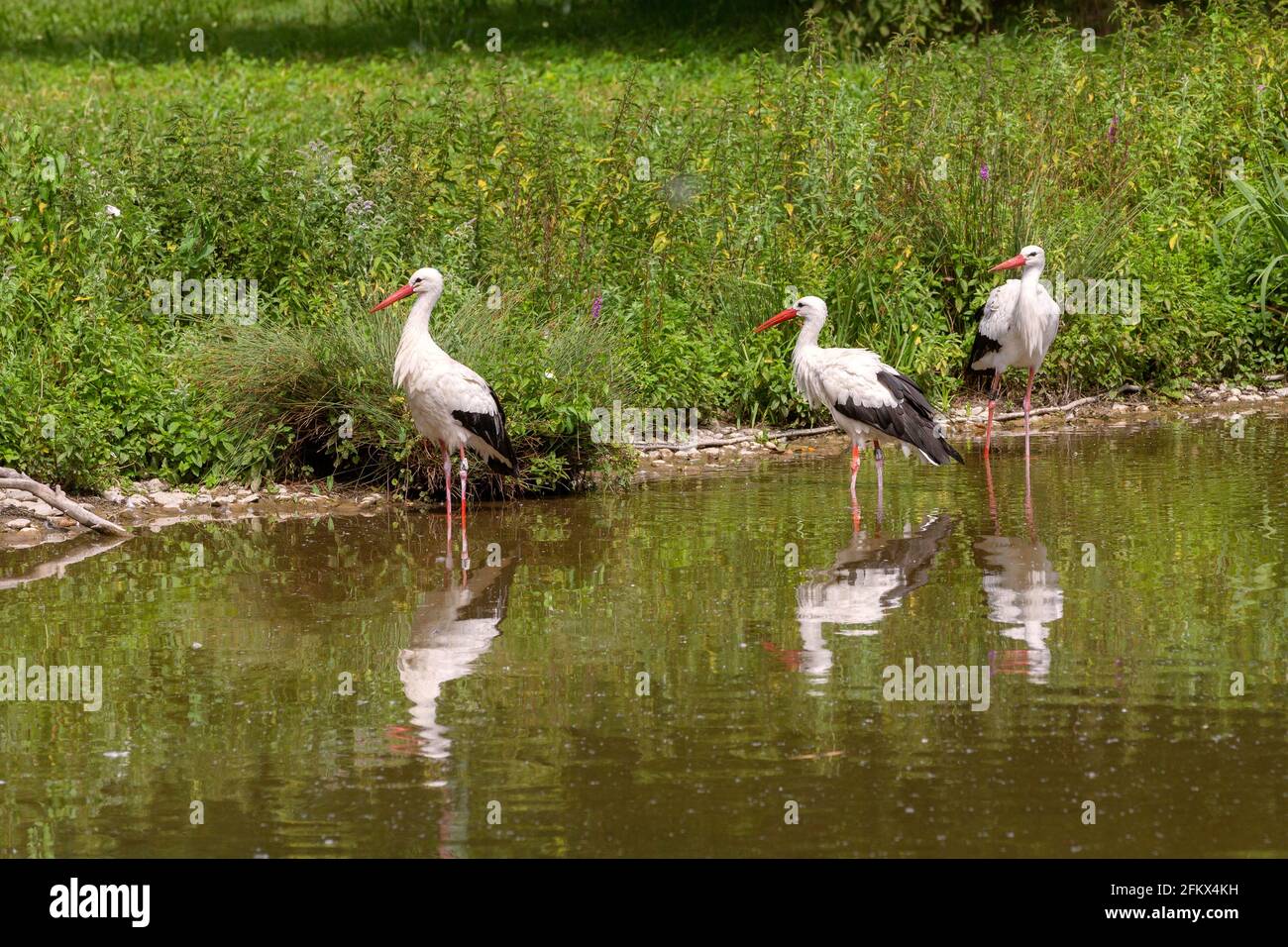 White Storks Looking For Food Stock Photo - Alamy