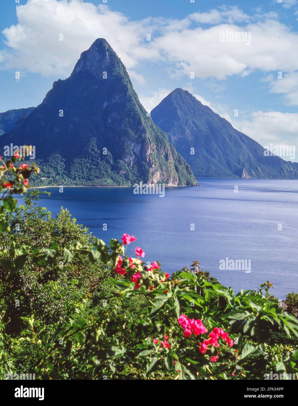 Bougainvillea flowers and palm trees hi-res stock photography and ...