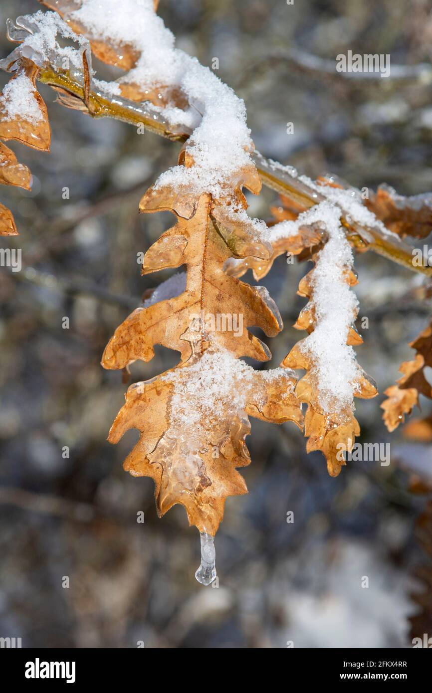 Book winter deciduous tree hi-res stock photography and images - Alamy