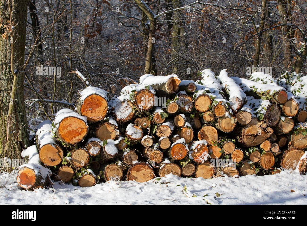 Oak Forest In Winter, Oak Wood Stock Photo - Alamy