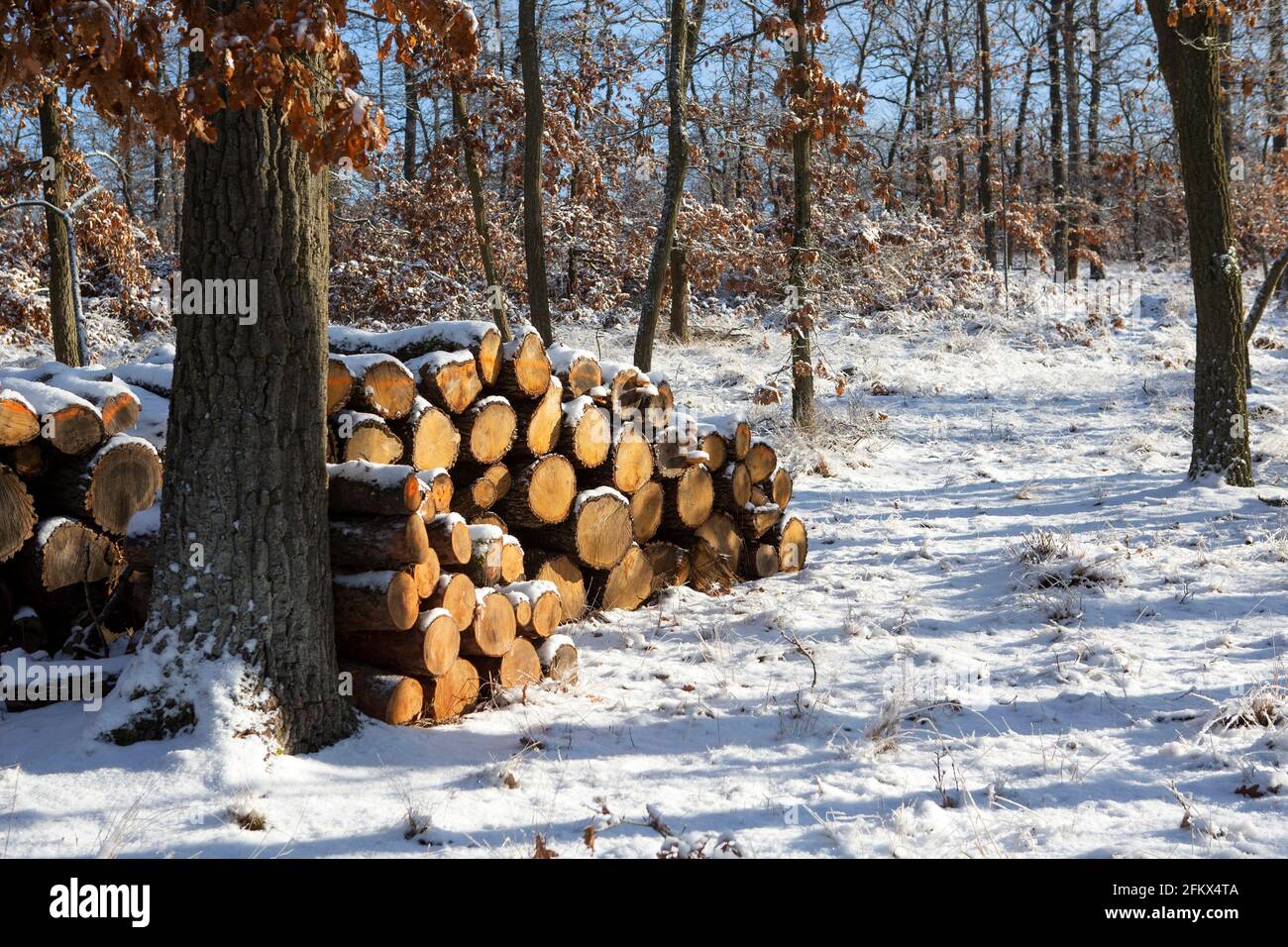 Holzstapel winter hi-res stock photography and images - Alamy