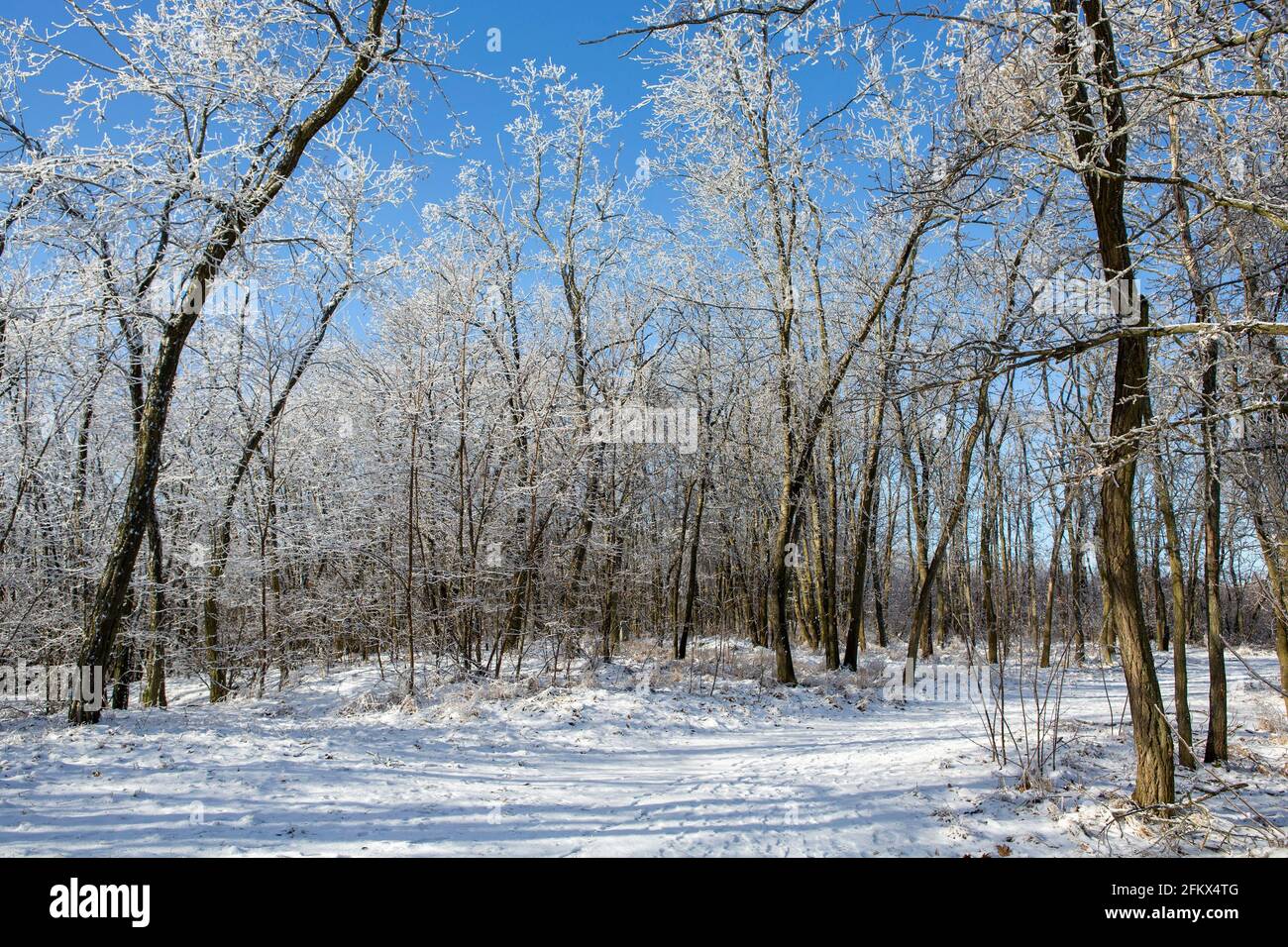 Deciduous Trees In Winter With Hoarfrost Stock Photo - Alamy