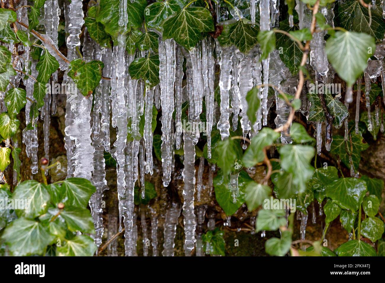 Leaf icicles hi-res stock photography and images - Alamy