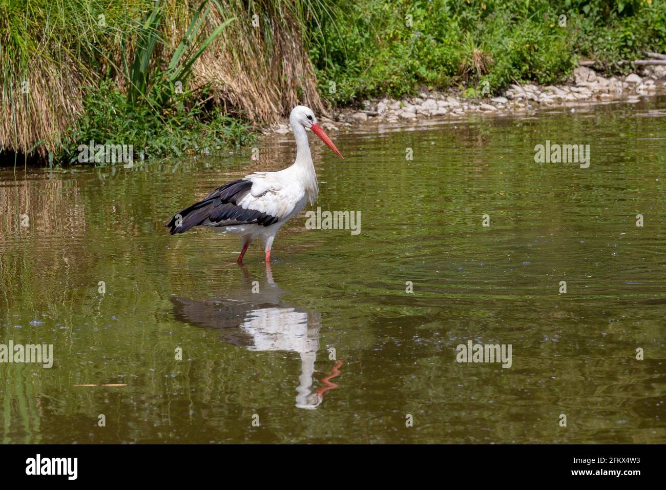 Storchenstation hi-res stock photography and images - Alamy