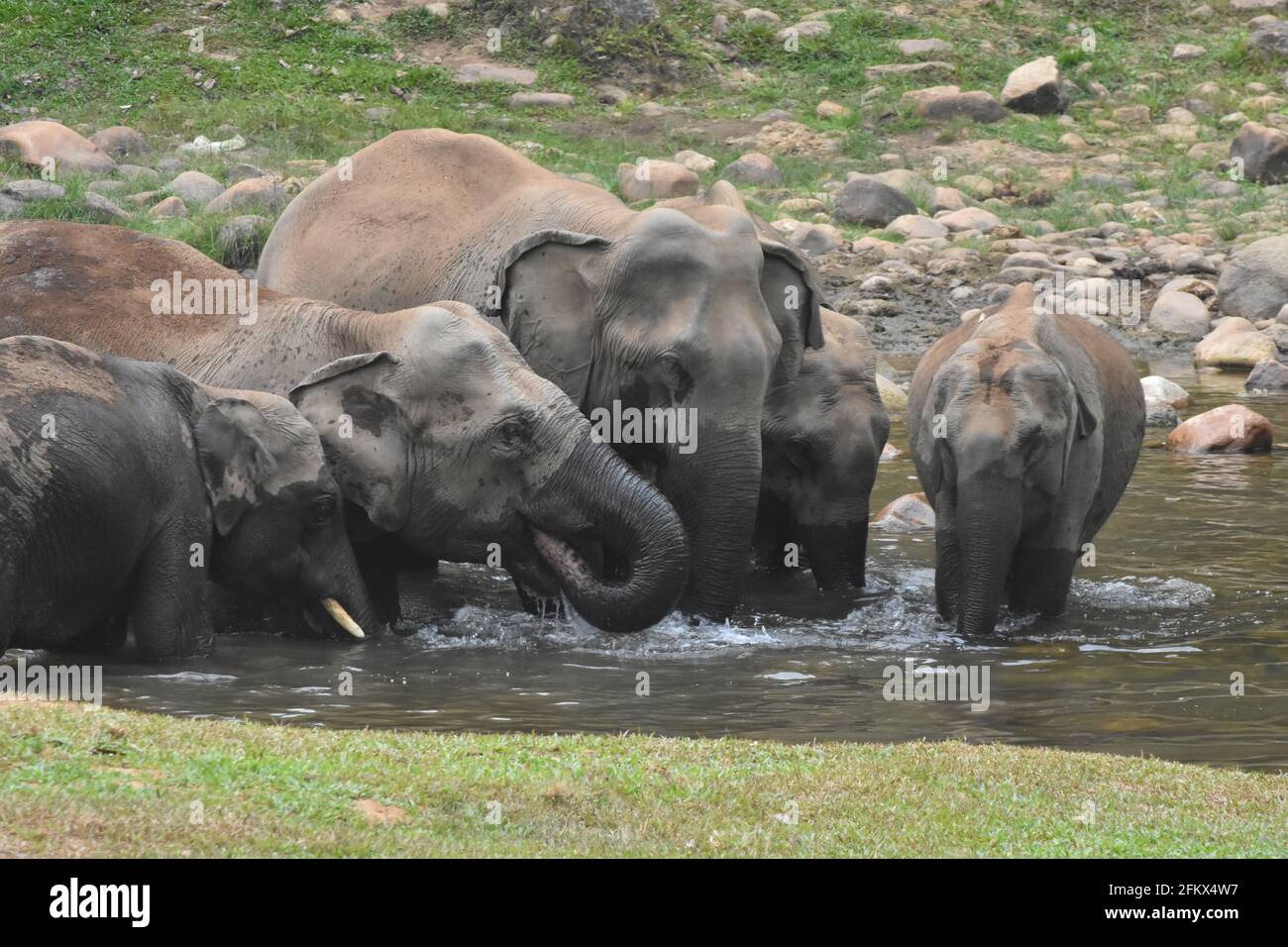 Large elephants hi-res stock photography and images - Alamy