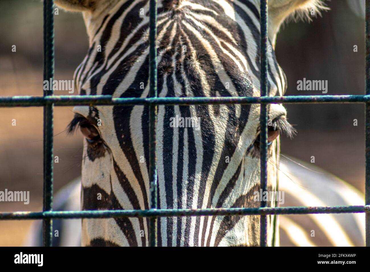 Zebra in cage Stock Photo - Alamy