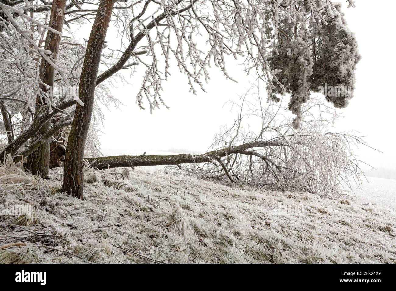 Ice Break, Forest Damage After Freezing Rain Stock Photo - Alamy