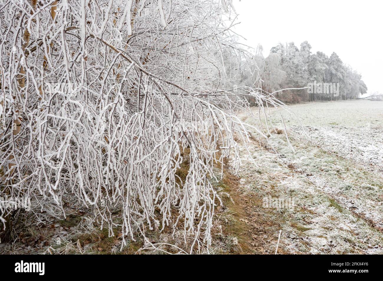 Forst Edge High Resolution Stock Photography and Images - Alamy