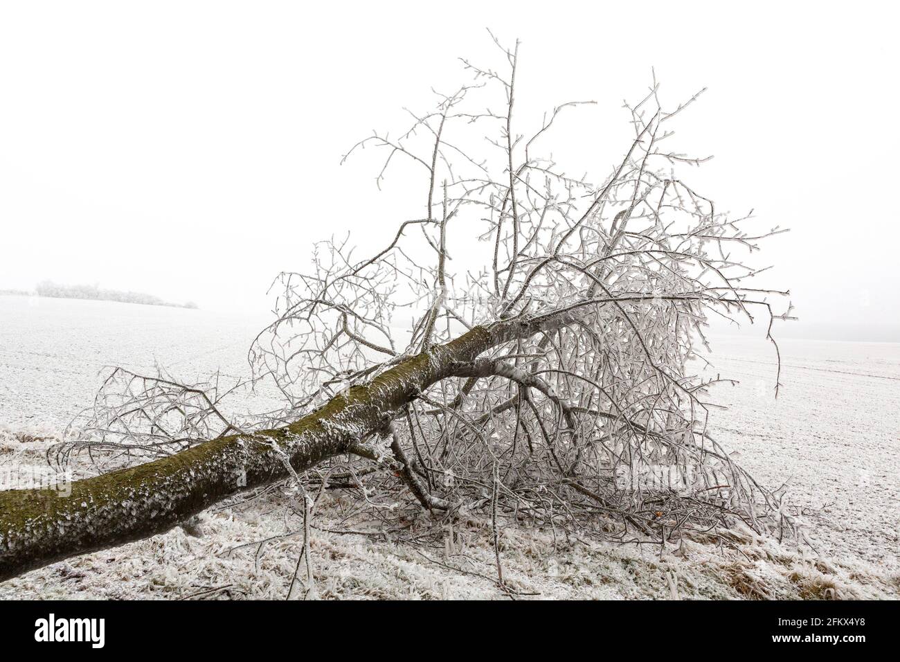 Ice Break, Forest Damage After Freezing Rain Stock Photo - Alamy