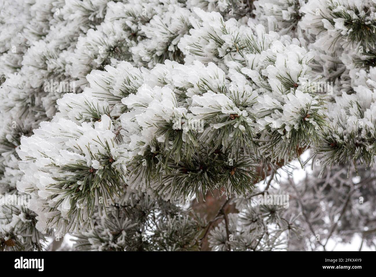 Conifer, Pine After An Freezing Rain Stock Photo - Alamy