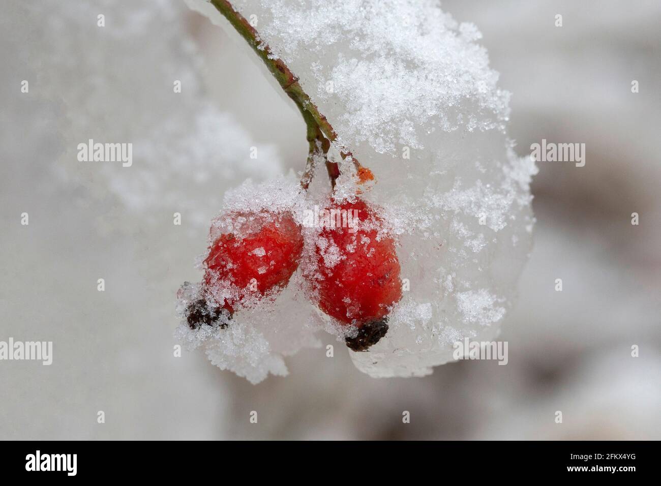 Rose Hips, Fruits After An Freezing Rain In Winter Stock Photo - Alamy