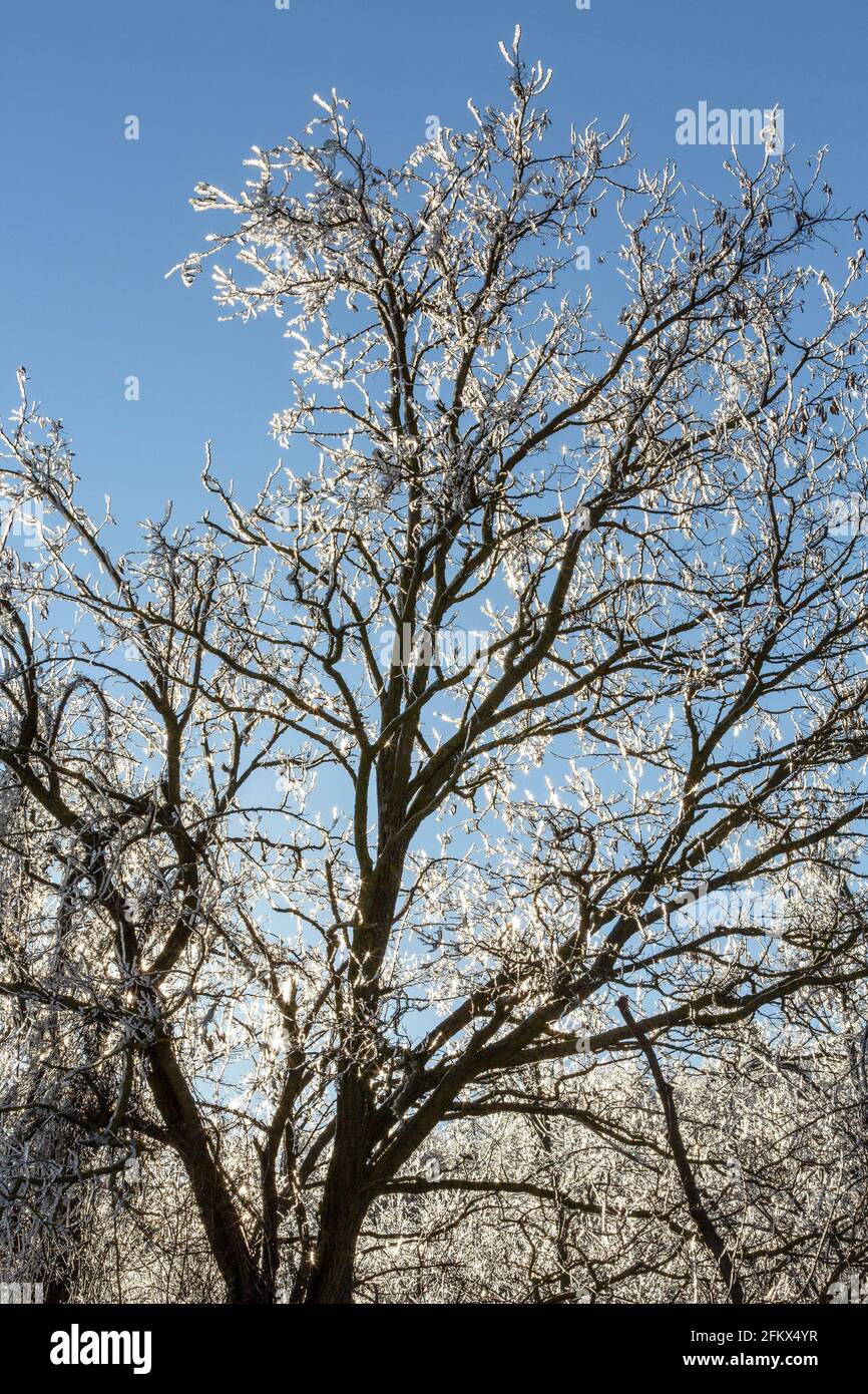 Deciduous Tree In Winter With Hoar Frost Stock Photo - Alamy