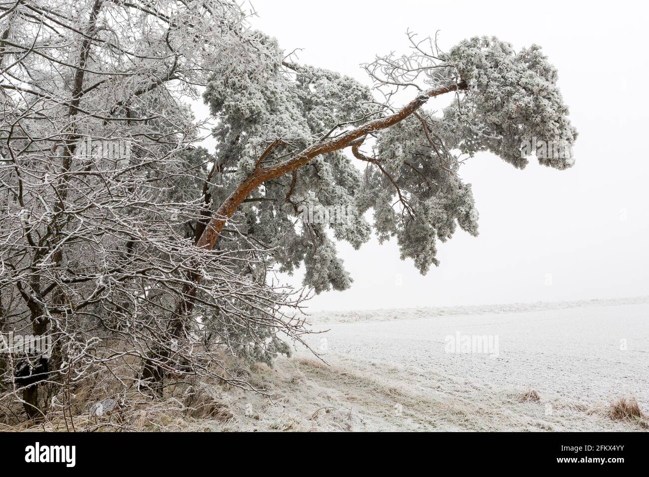 Pine Tree Bends After Freezing Rain Stock Photo - Alamy