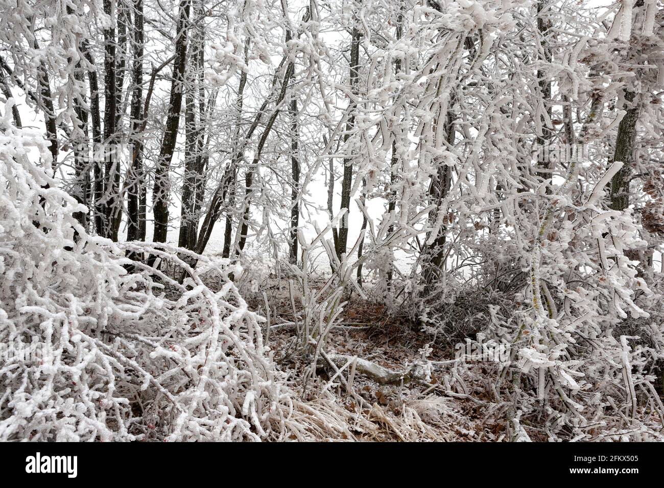 Deciduous Forest After A Freezing Rain And Hoar Frost Stock Photo - Alamy