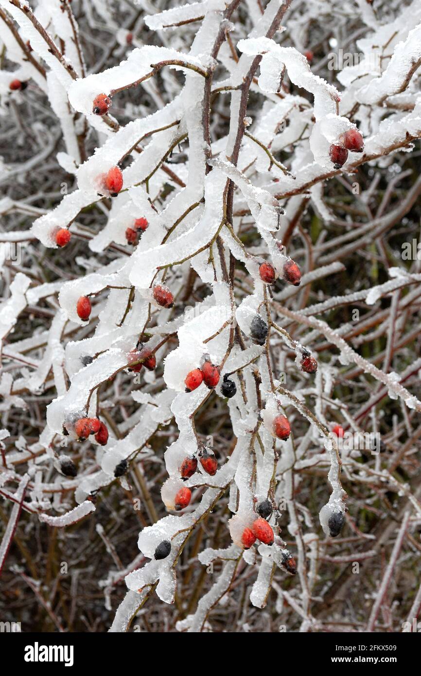 Rose Hips, Fruits After An Freezing Rain In Winter Stock Photo - Alamy