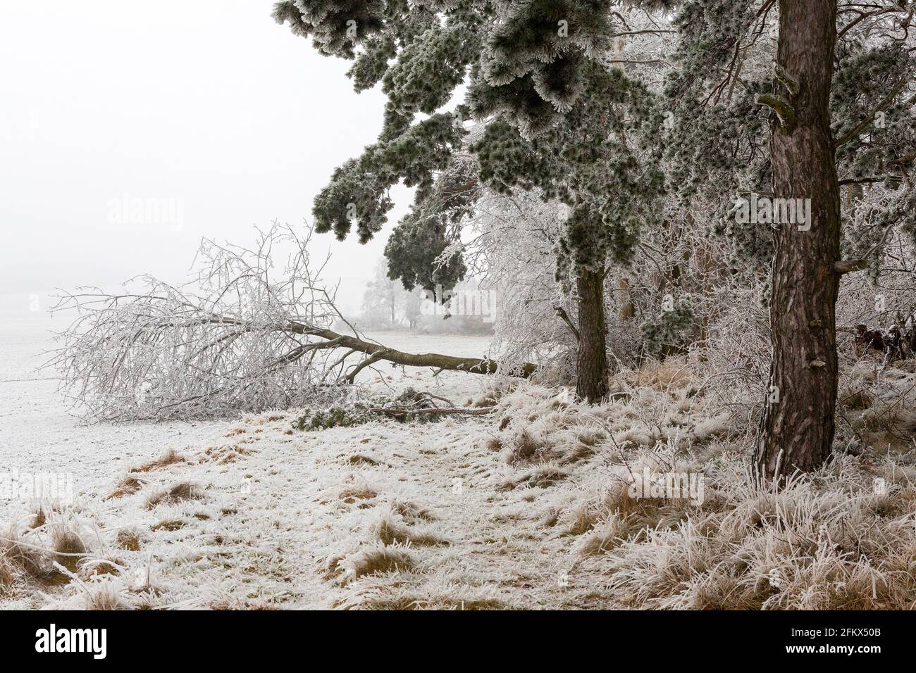Ice Break, Forest Damage After Freezing Rain Stock Photo - Alamy