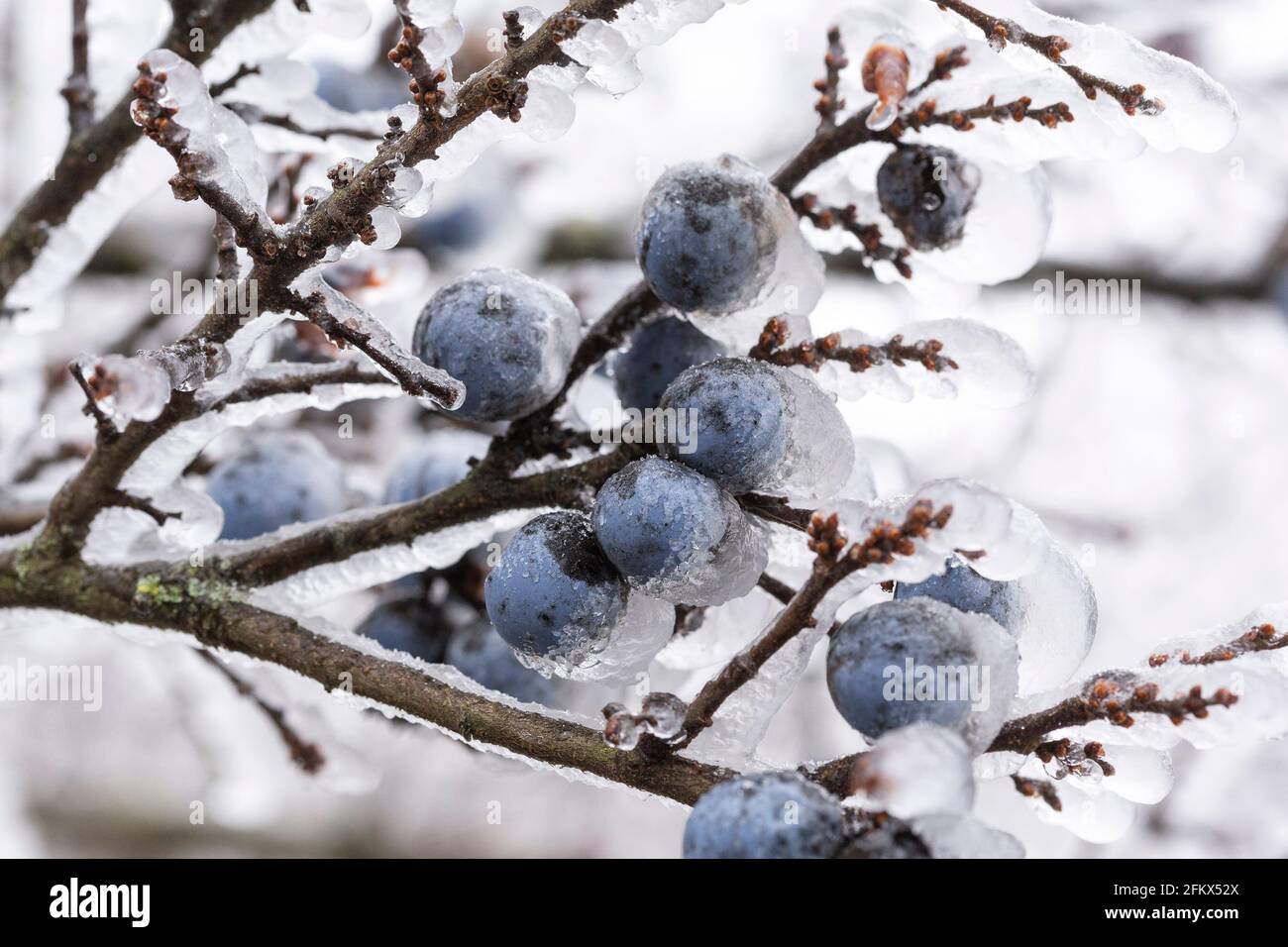 Sloe, Fruits After An Freezing Rain Stock Photo - Alamy