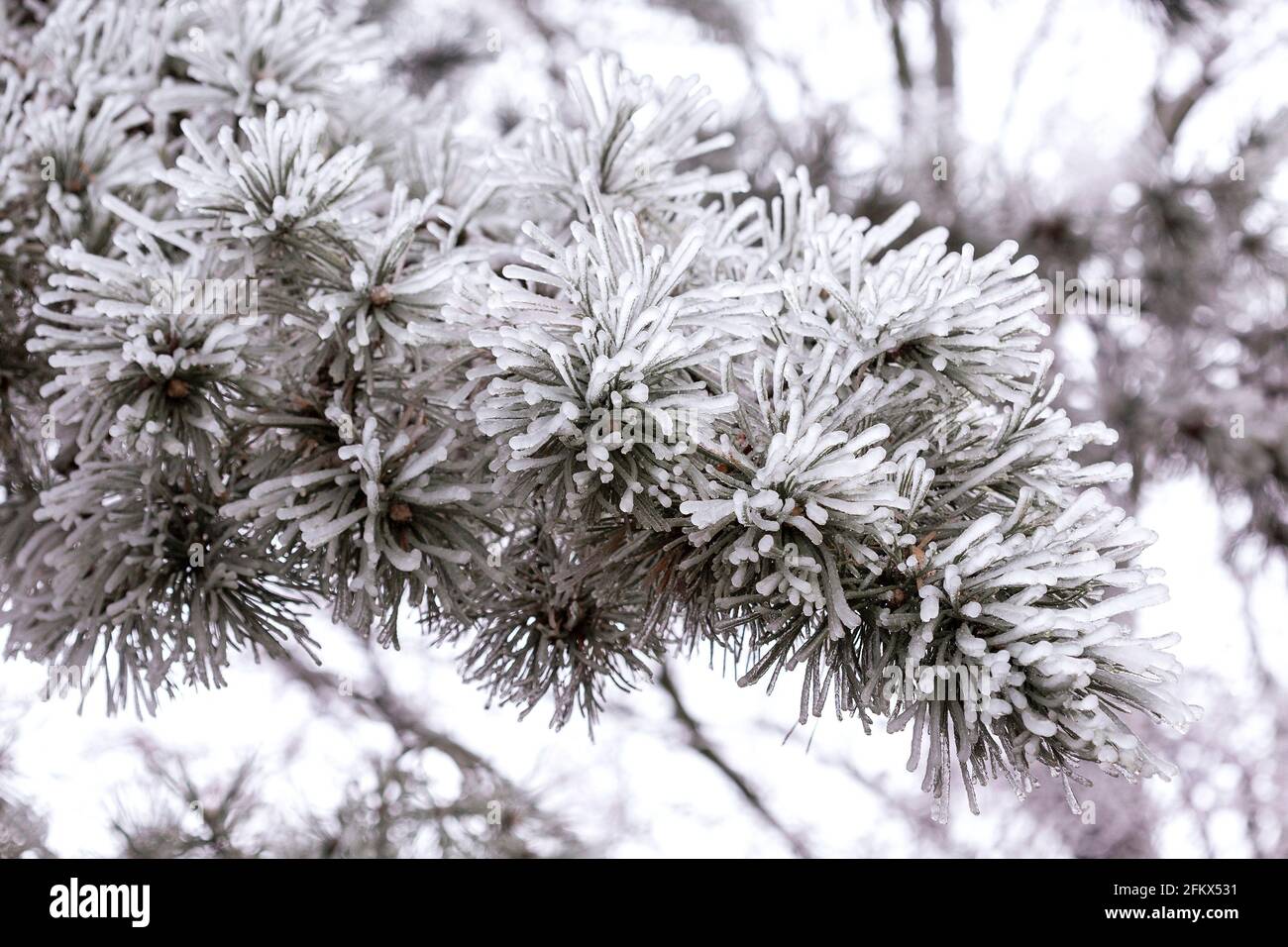 Conifer eisregen hi-res stock photography and images - Alamy