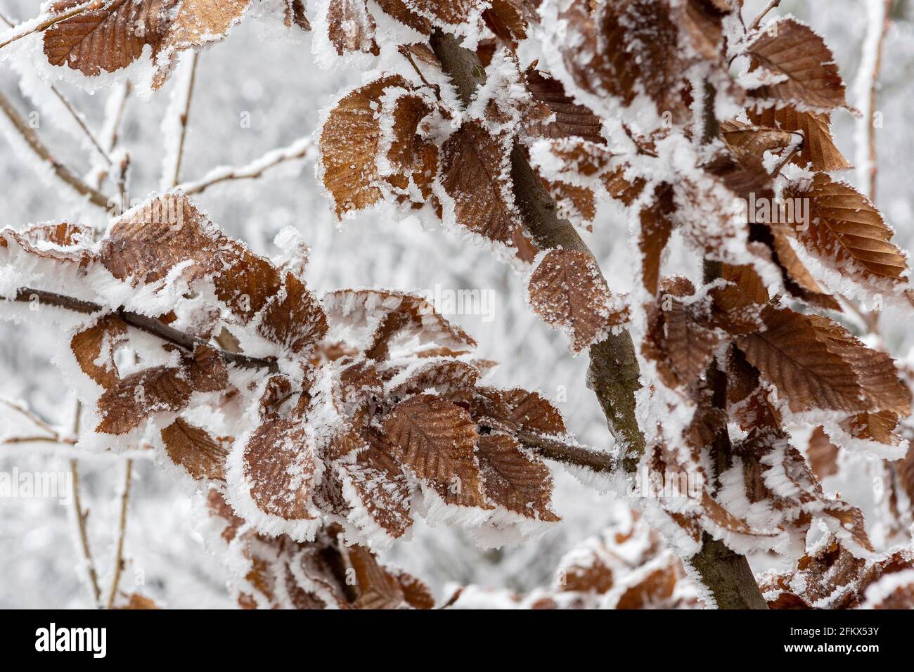 Beech, Beech Leaves With Hoarfrost In Winter Stock Photo - Alamy