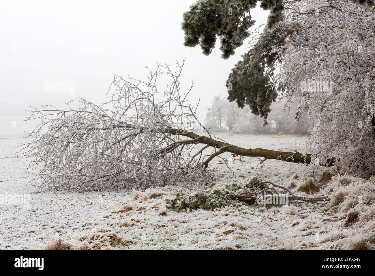 Ice Break, Forest Damage After Freezing Rain Stock Photo - Alamy