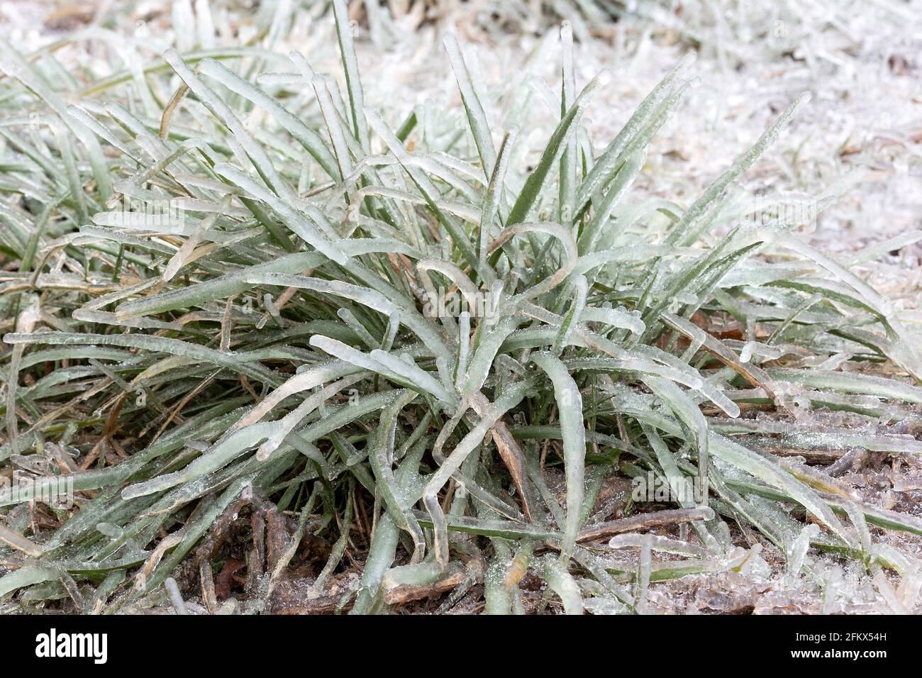 Tufts Of Grass After An Freezing Rain In Winter Stock Photo - Alamy