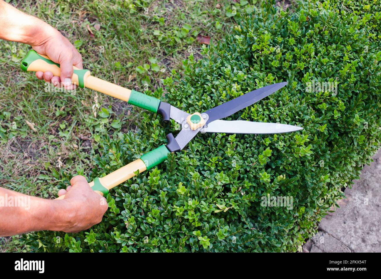 Buxus tree cut hi-res stock photography and images - Alamy