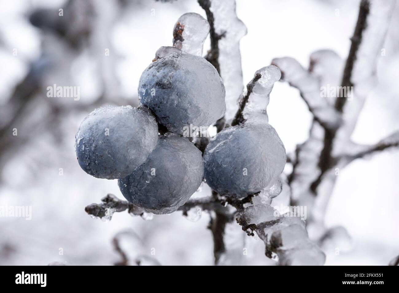 Sloe, Fruits After An Freezing Rain Stock Photo - Alamy
