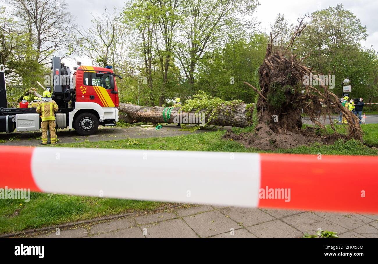 Hanover, Germany. 04th May, 2021. Firefighters recover a fallen poplar ...