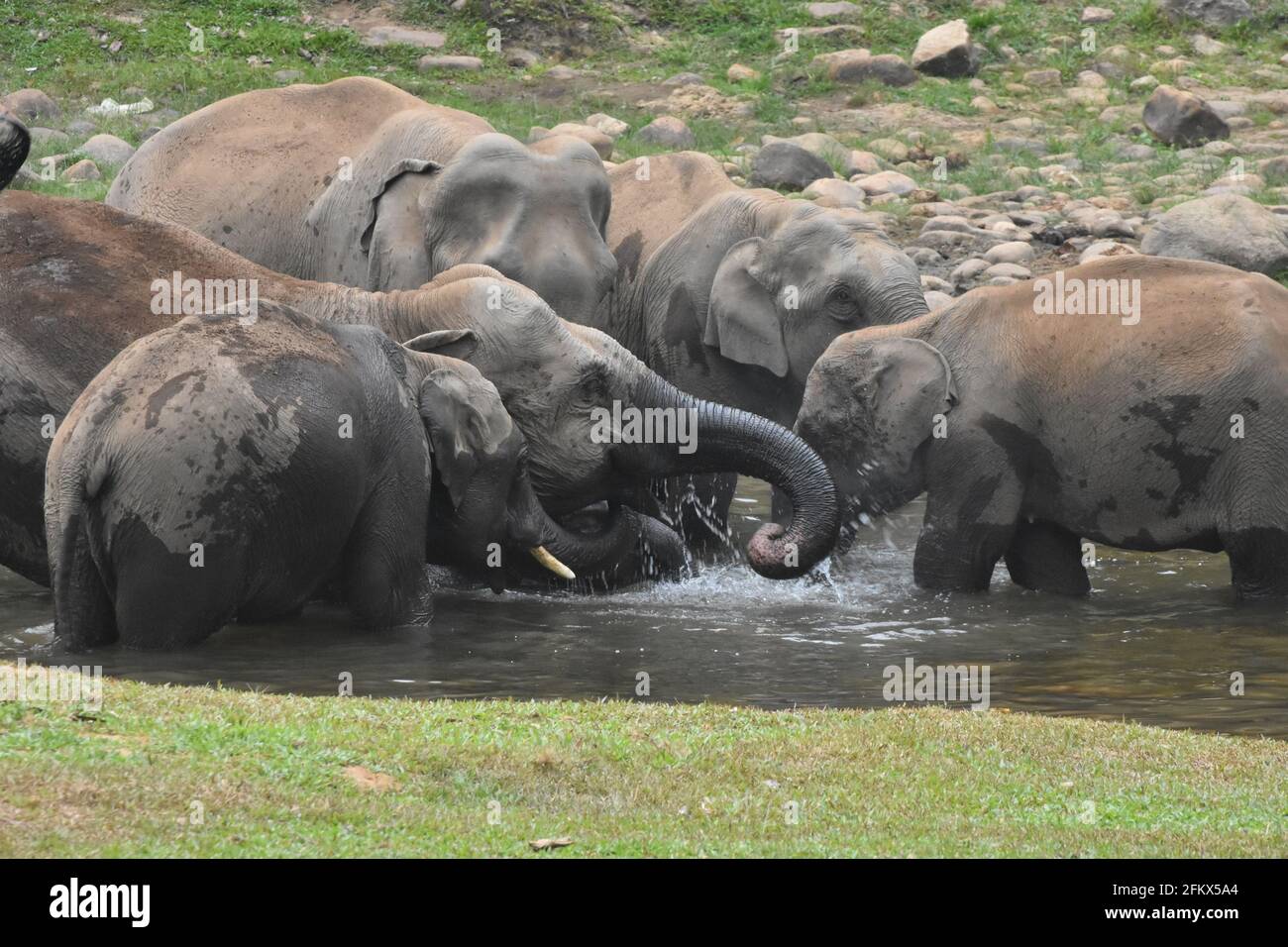 Indian Elephant Calf Drinking Water High Resolution Stock Photography ...