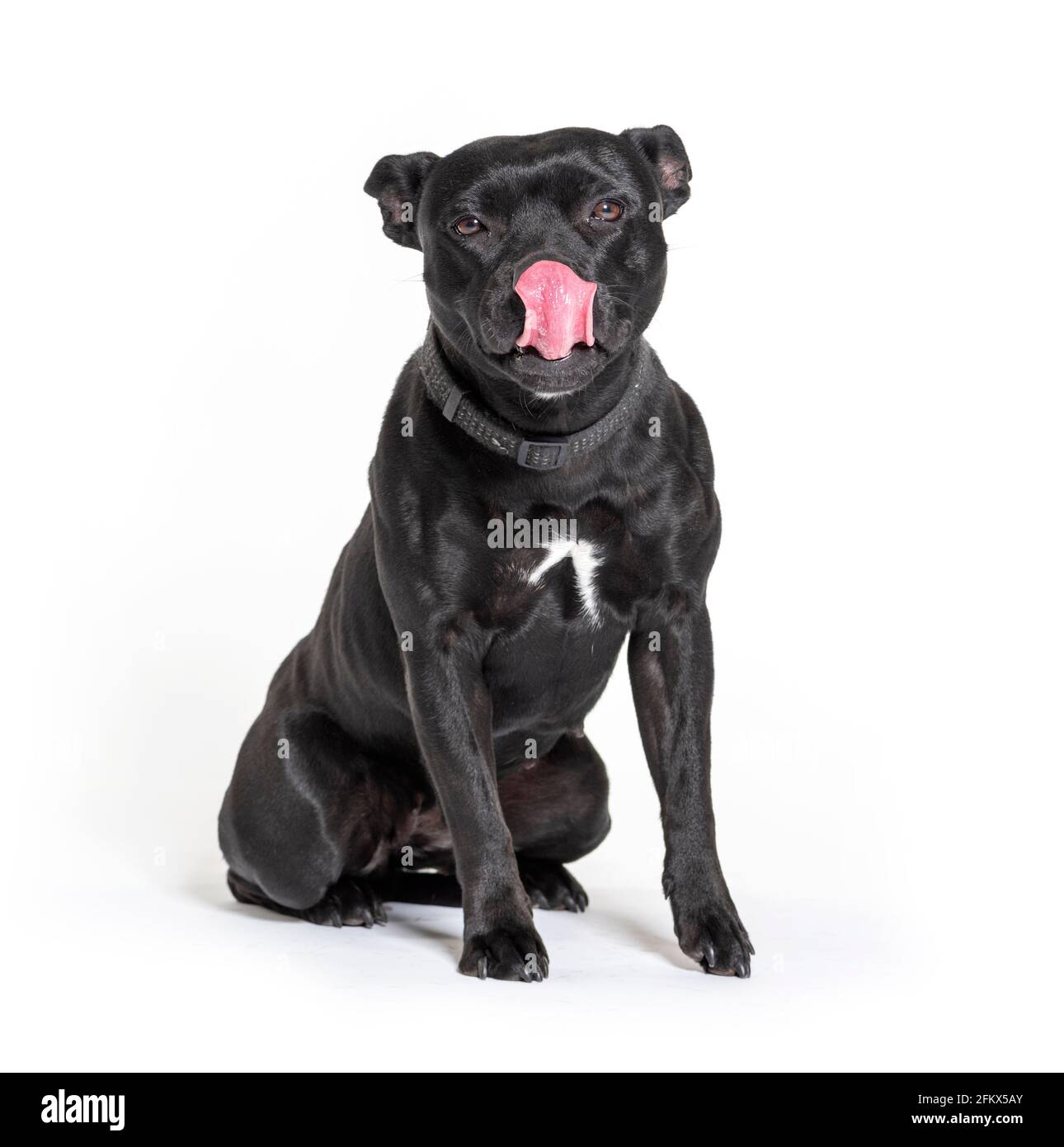 Black American Staffordshire terrier isolated on white Stock Photo - Alamy