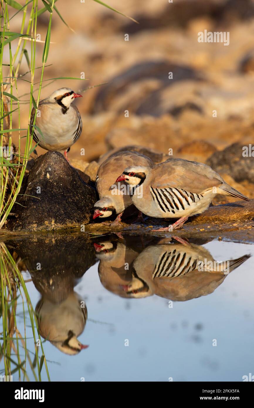 Chukar partridge (Alectoris chukar) or simply chukar drinking water ...