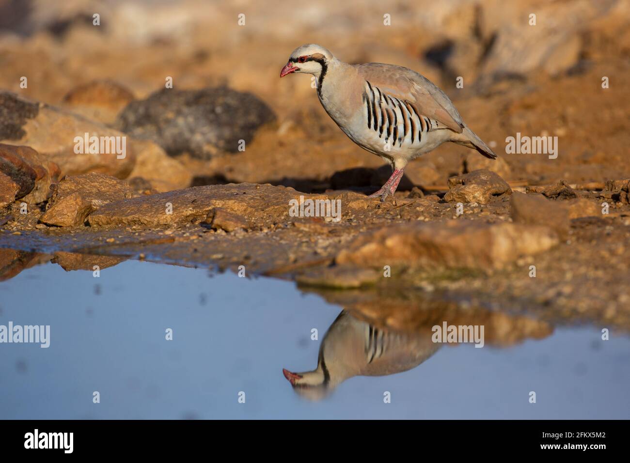 Chukar partridge (Alectoris chukar) or simply chukar drinking water ...