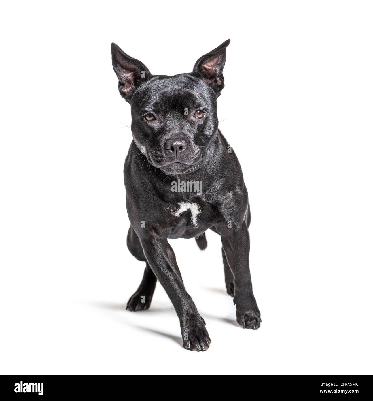 Black American Staffordshire terrier isolated on white Stock Photo - Alamy