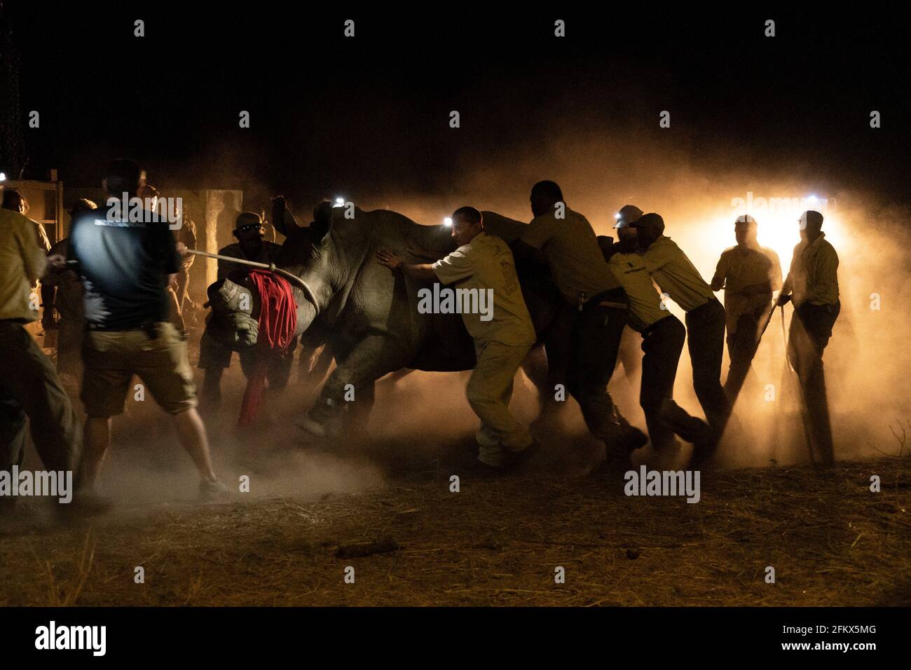 Conservationists perform the dangerous task of moving an adult rhino ...