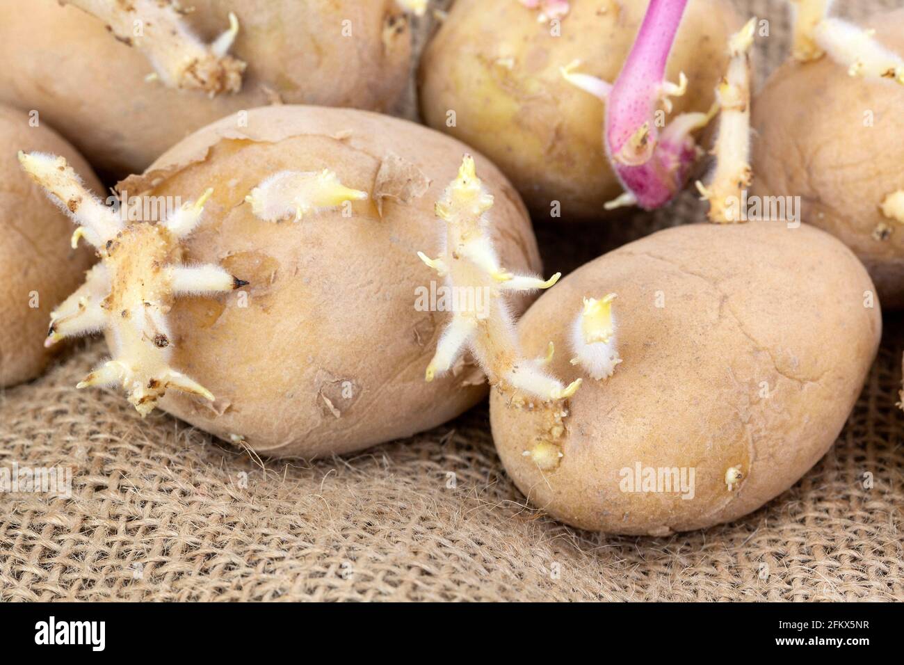 Potato Sprouting, Solanine Stock Photo - Alamy