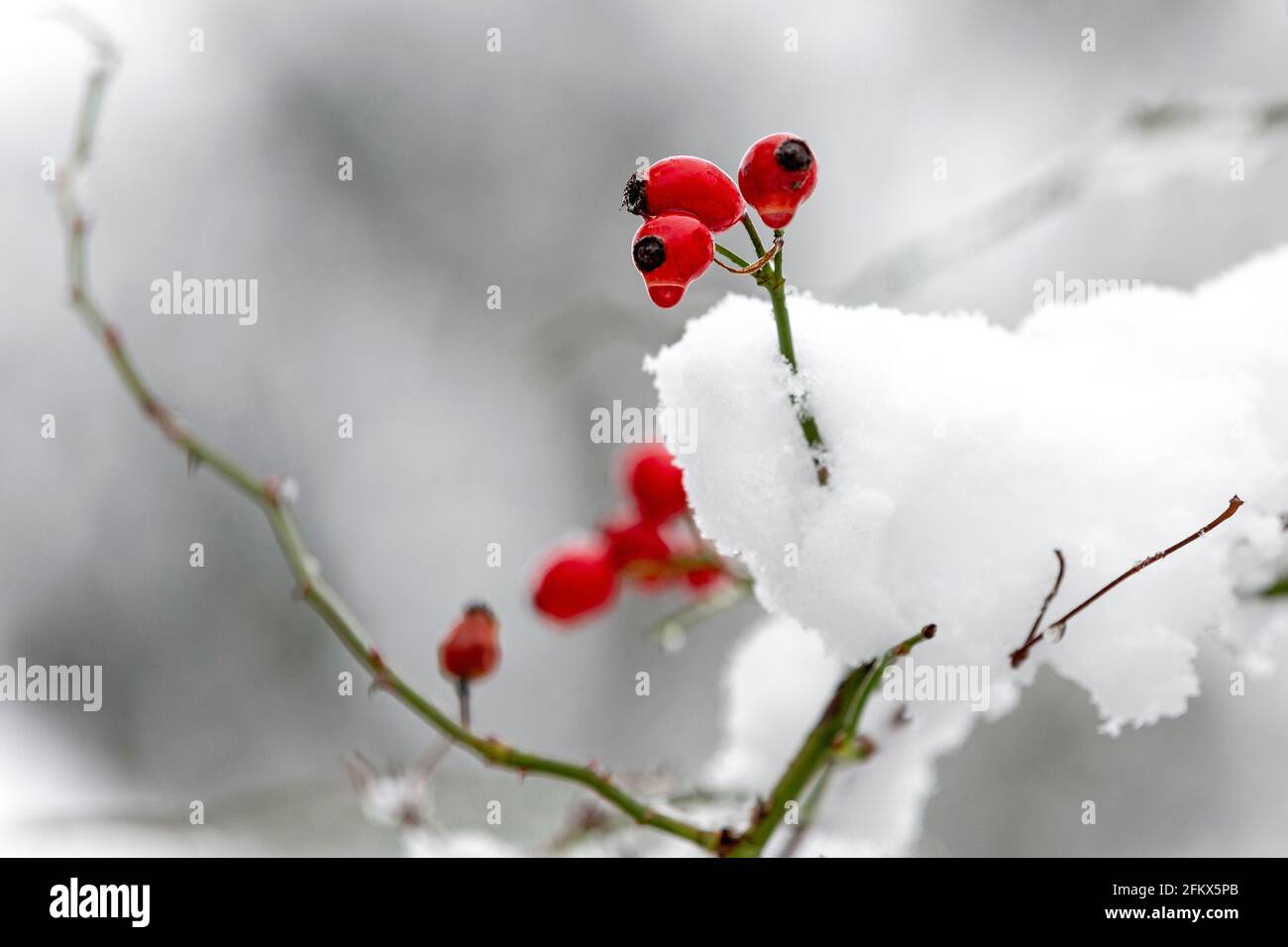 Planting roses in winter hi-res stock photography and images - Alamy