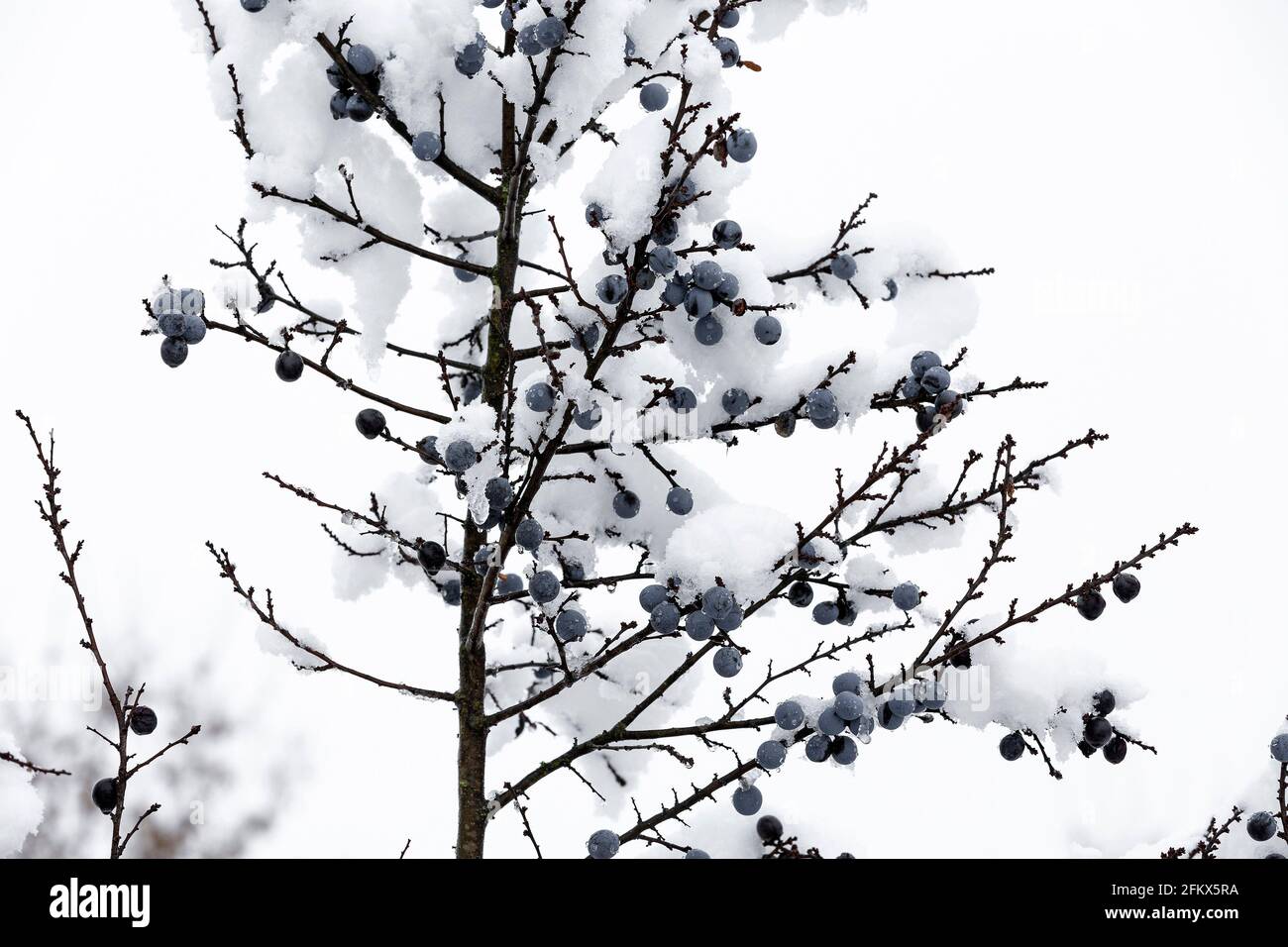 Shrubbery fruits hi-res stock photography and images - Alamy