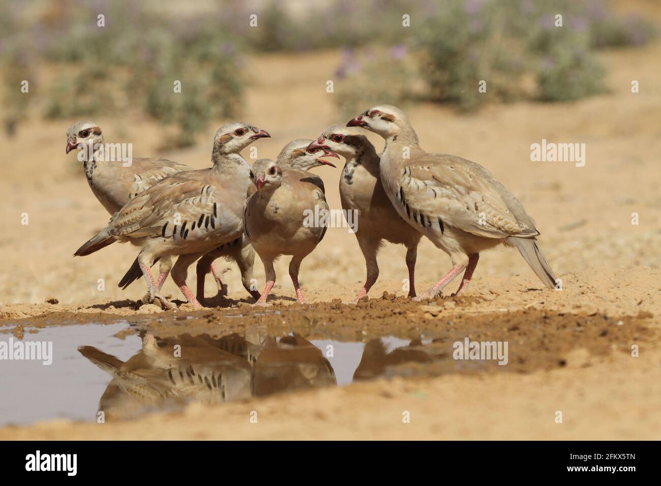 Chukar partridge (Alectoris chukar) or simply chukar drinking water ...