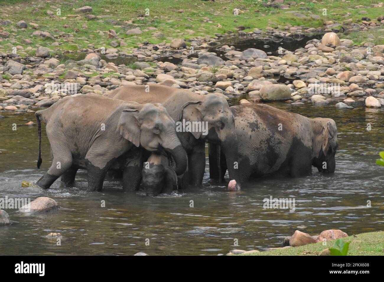 Mammals elephants hi-res stock photography and images - Alamy