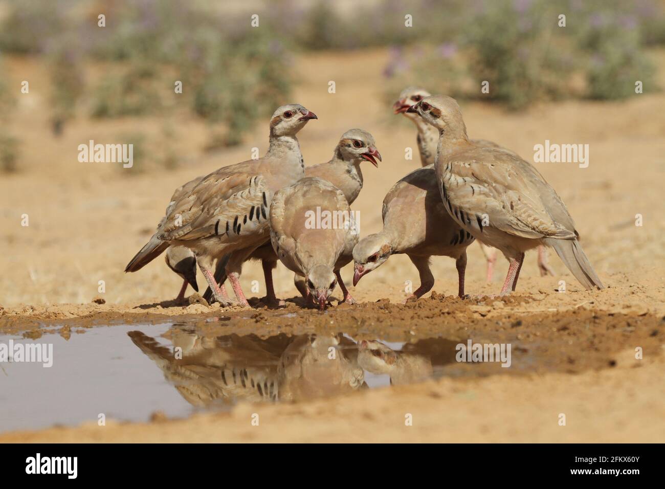 Chukar partridge (Alectoris chukar) or simply chukar drinking water ...