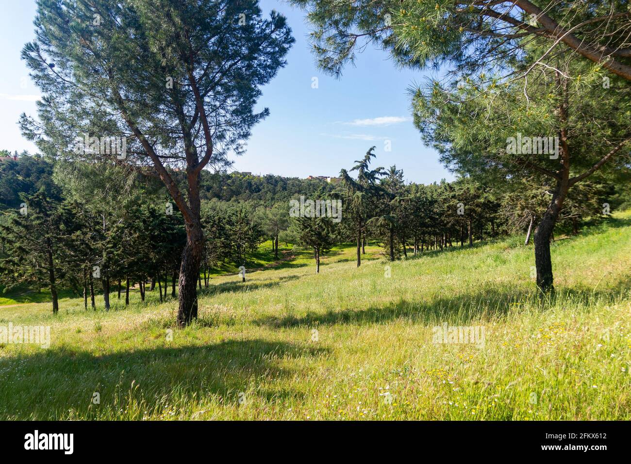 Madrid park with a field full of plants and flowers, Community of ...
