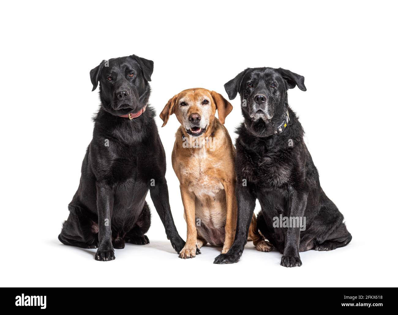 Group of Labrador Retriever dogs, isolated on white Stock Photo - Alamy