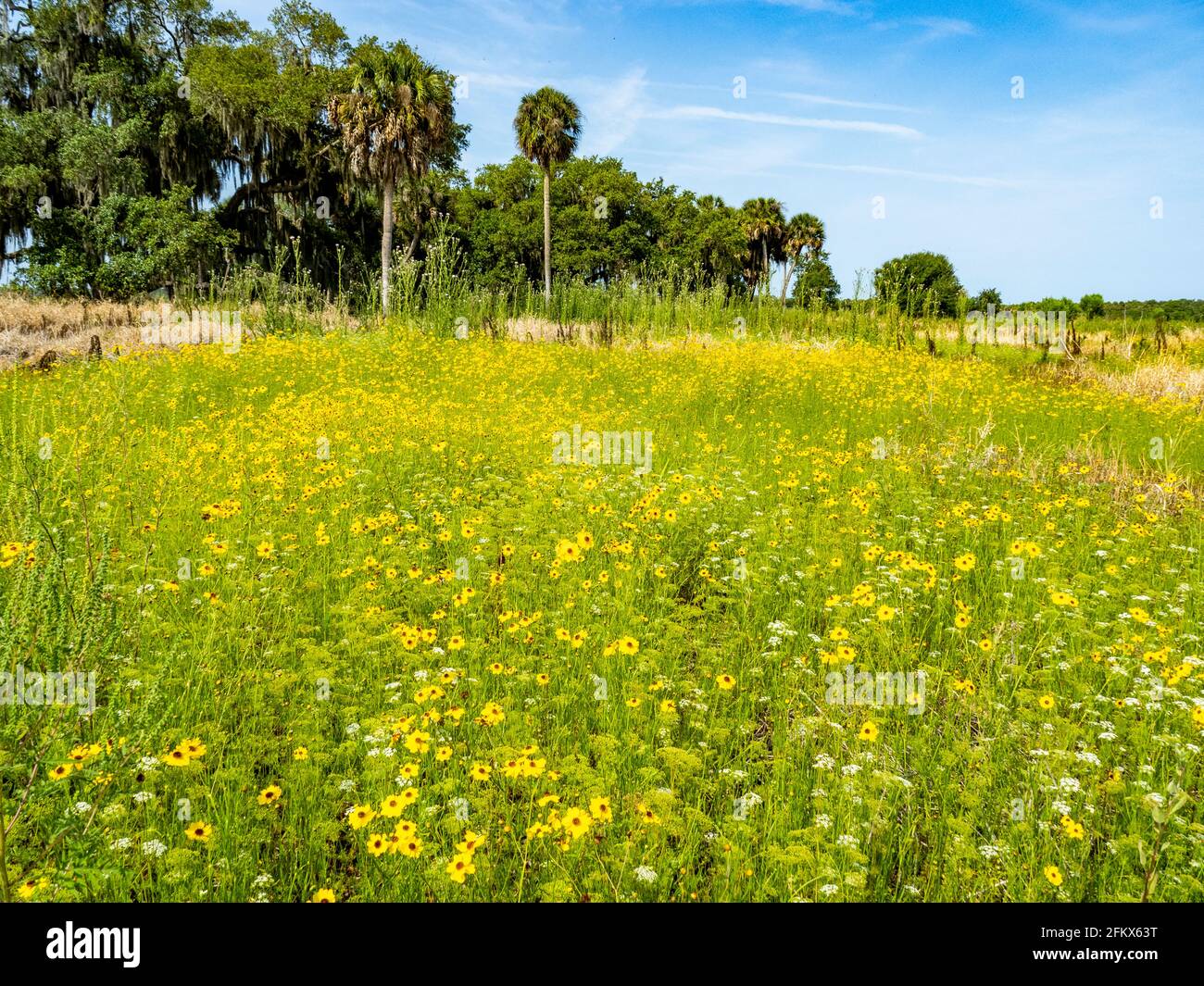 Yellow Coreopsis wildflowers commonly known as tickseed in Myakka River ...