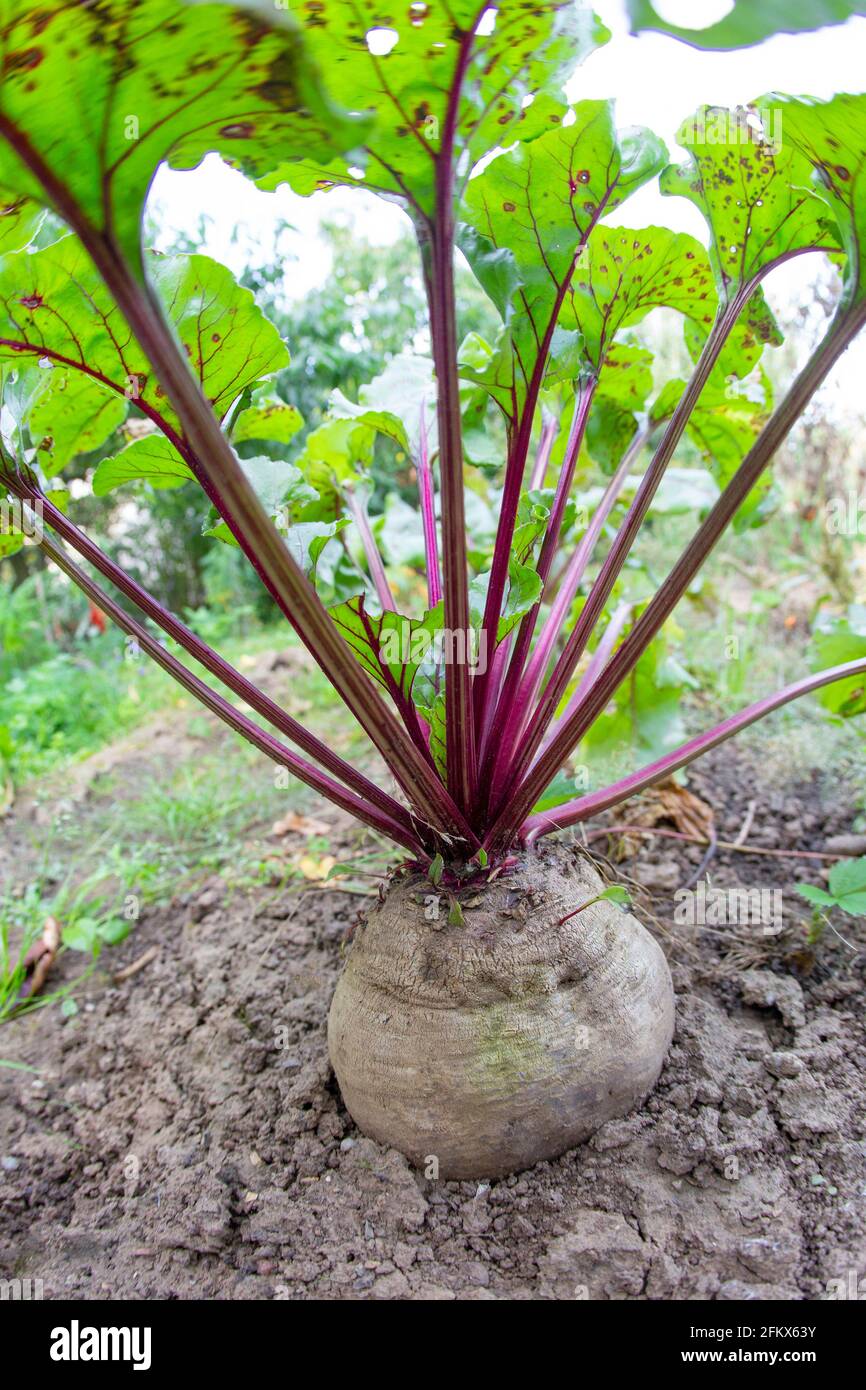 Beet rote beete hi-res stock photography and images - Alamy