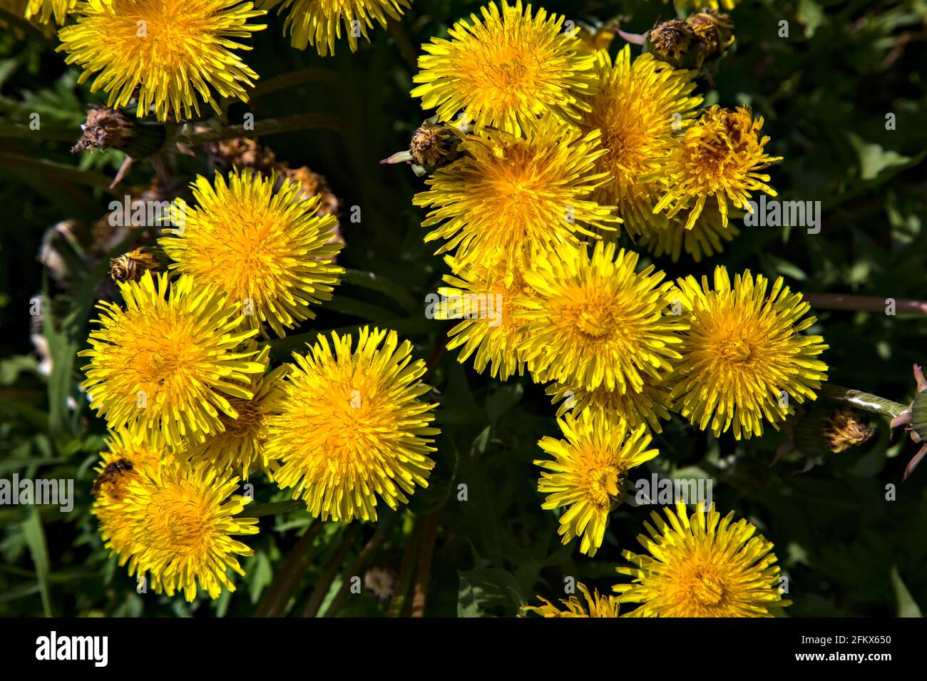 Group of dandelions in bloom Stock Photo - Alamy