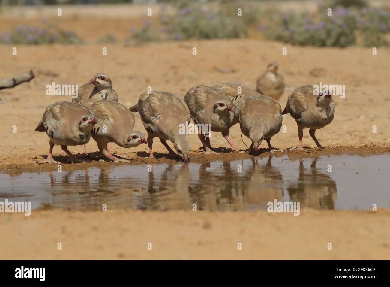 Chukar partridge (Alectoris chukar) or simply chukar drinking water ...