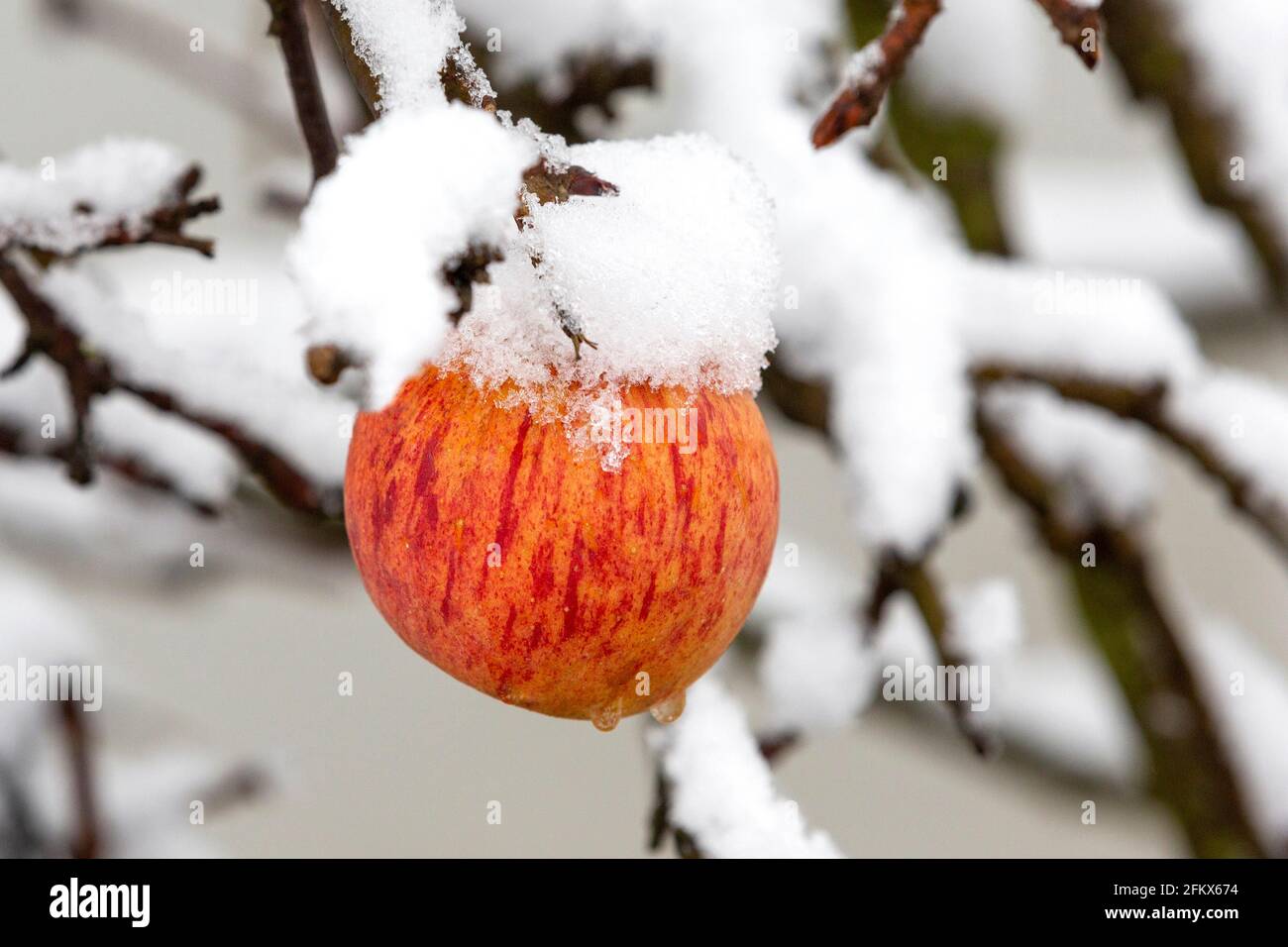 Apples, Fruits With Snow Stock Photo - Alamy