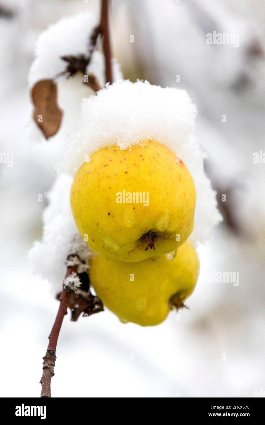 Apples, Fruits With Snow Stock Photo - Alamy