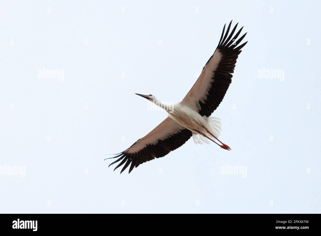 Flying White Stork Stock Photo - Alamy