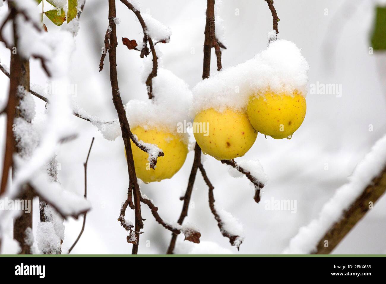 Apples, Fruits With Snow Stock Photo - Alamy